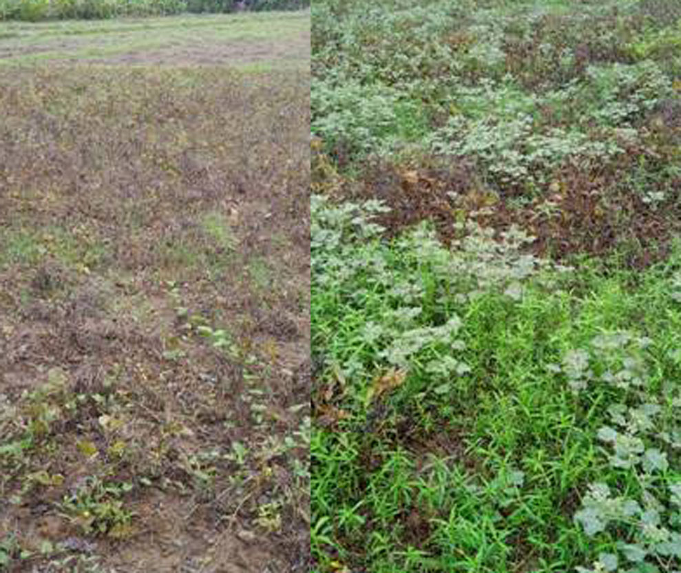 Heavy Rains Damage Urad and Moong Crops in Diglipur; ZPM Seeks ...