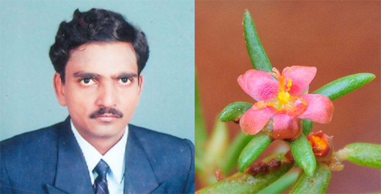 Discovery of New species of Wild Sun Rose (Portulaca laljii) honored to ...